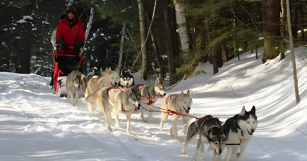 A Winter Wonderland of Fun